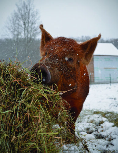 Do Pigs Get Cold? How to Overwinter Your Pigs - Grit